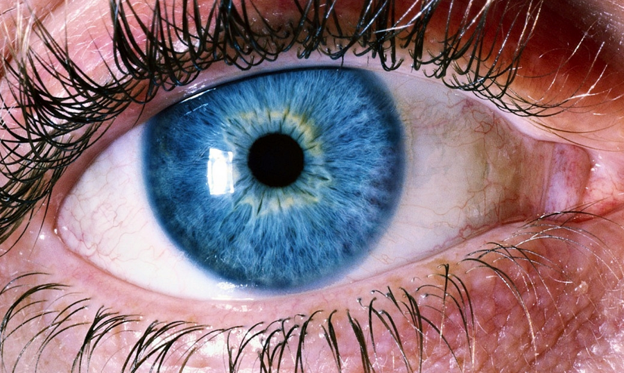 Read Insights About How The Eye Works From Auckland Eye Read Insights About How The Eye Works From Auckland Eye