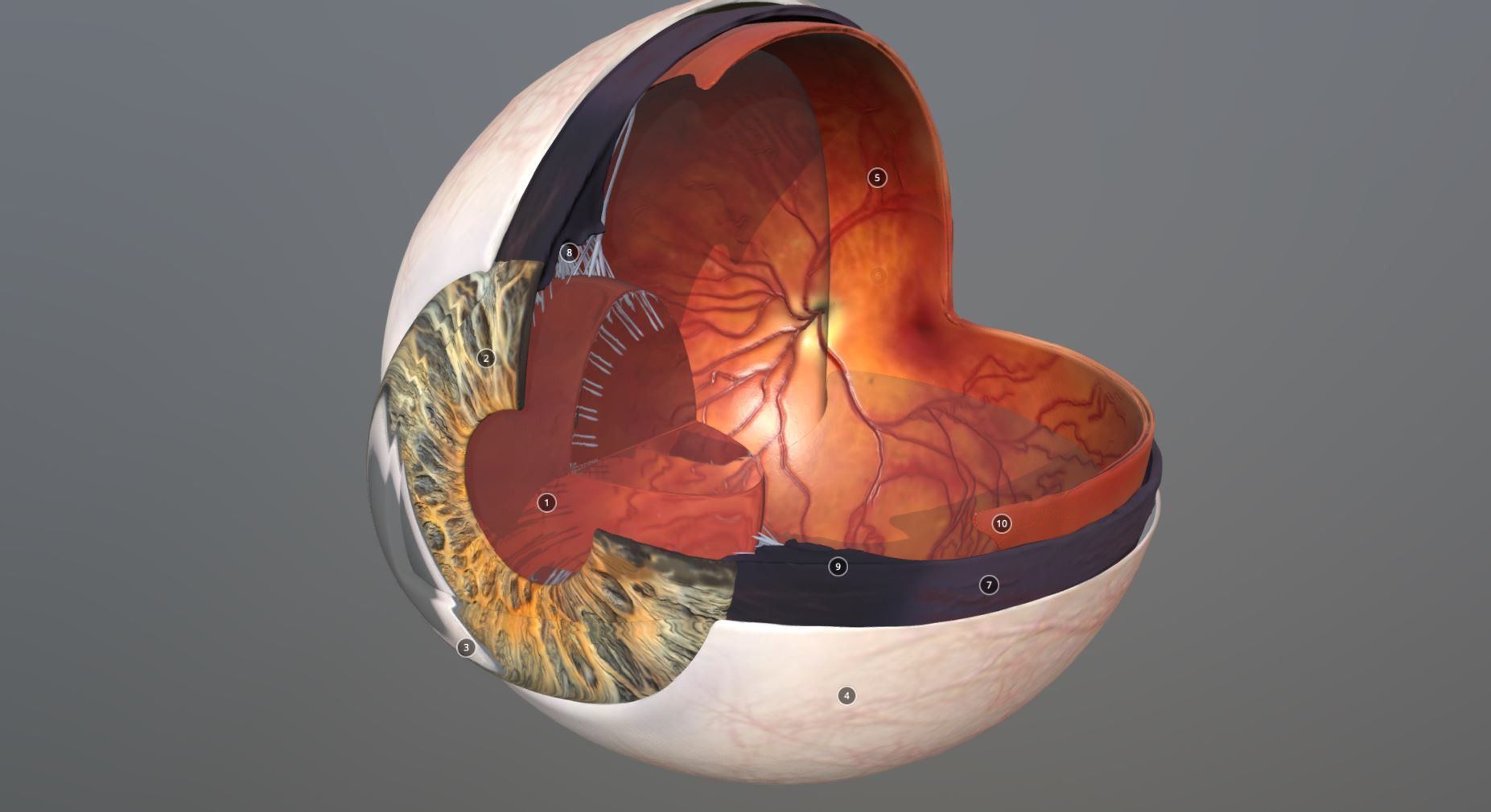 Resources & Forms - Auckland Eye